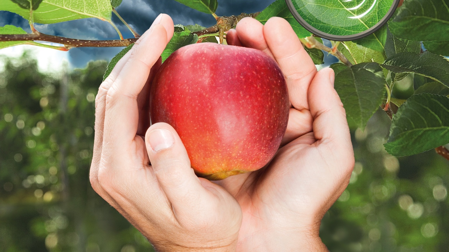 Delan® Pro fungicid | BASF Hrvatska