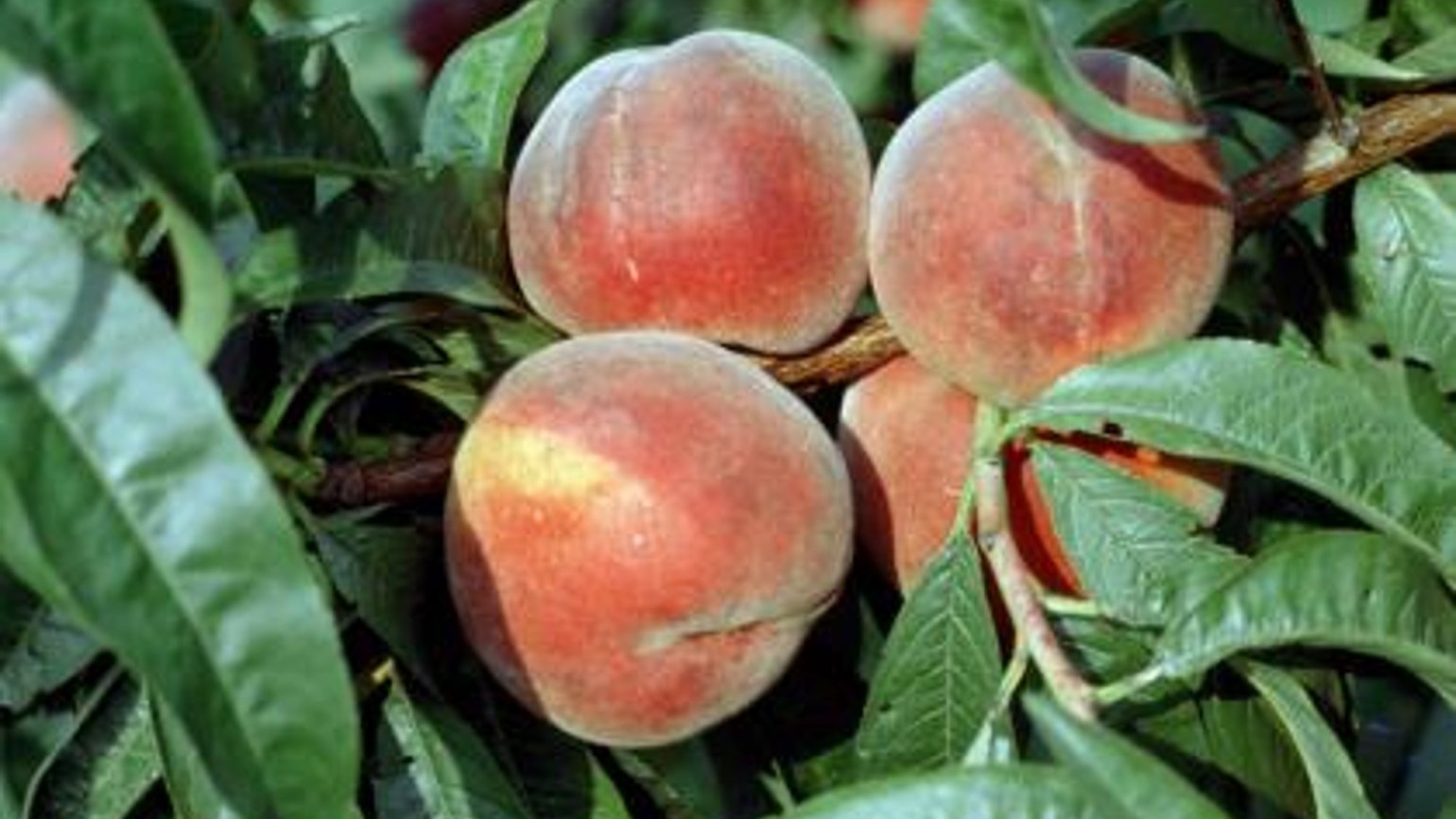 Delan® 700 WDG - Home