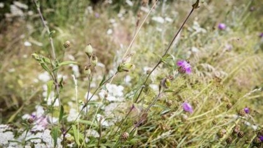 Jednogodišnji i višegodišnji travni korovi - Home