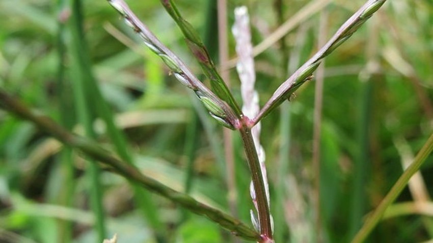 Jednogodišnji uskolisni korovi - Home