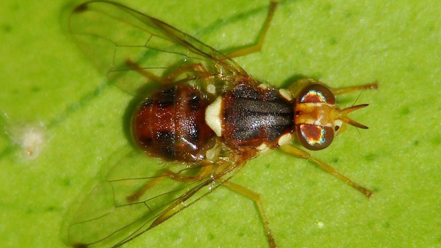 Maslinina muha - Home