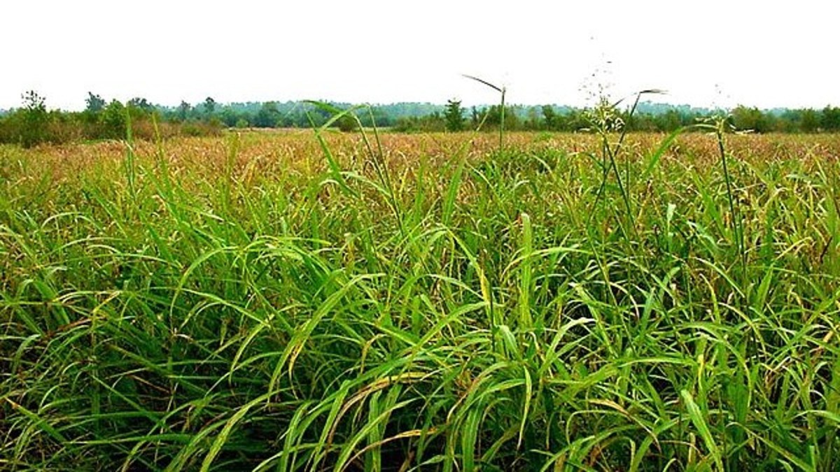 Sirak, divlji - Home